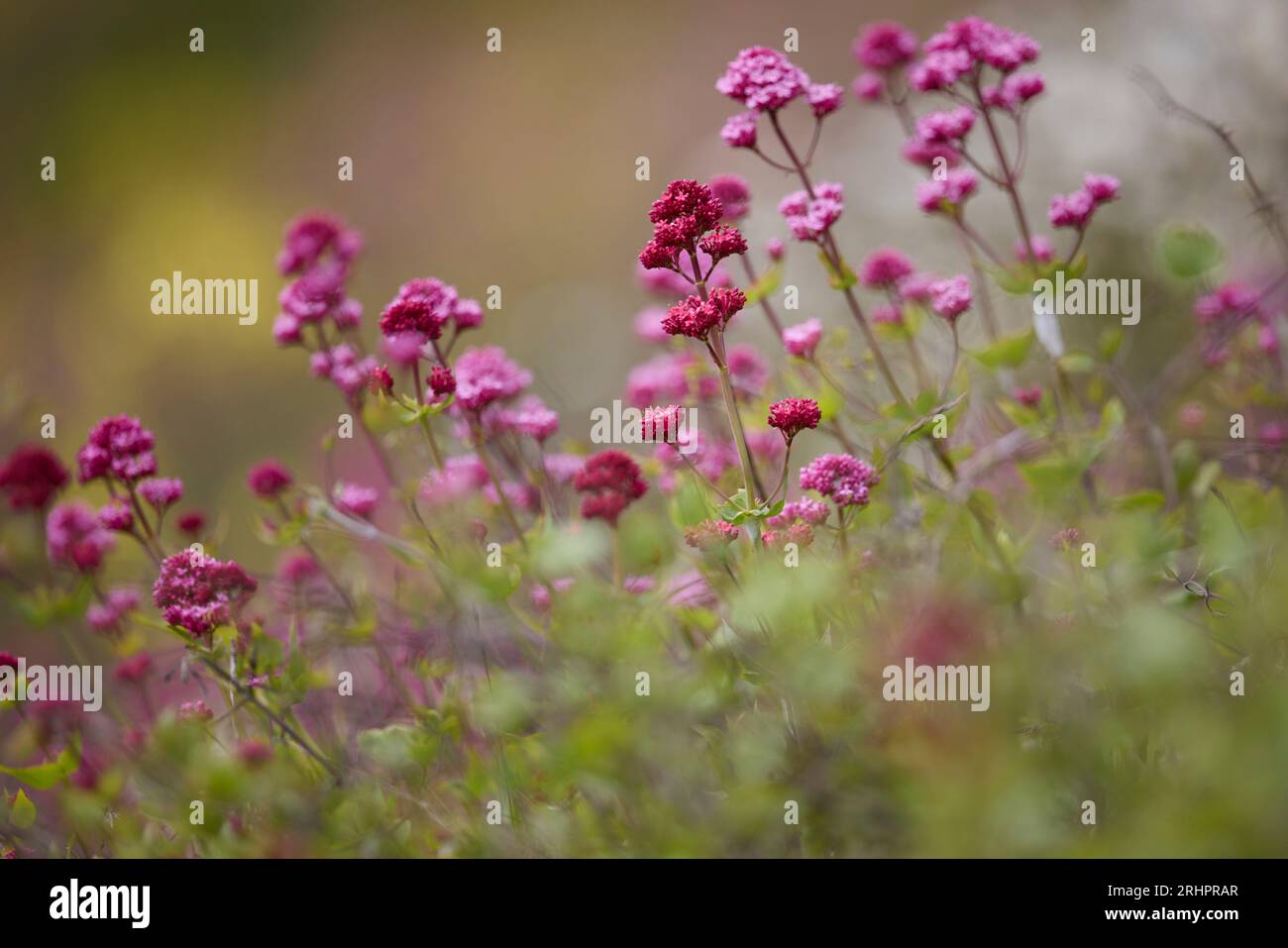 Germany, North Sea, Heligoland, devil's beard, Centranthus ruber Stock ...