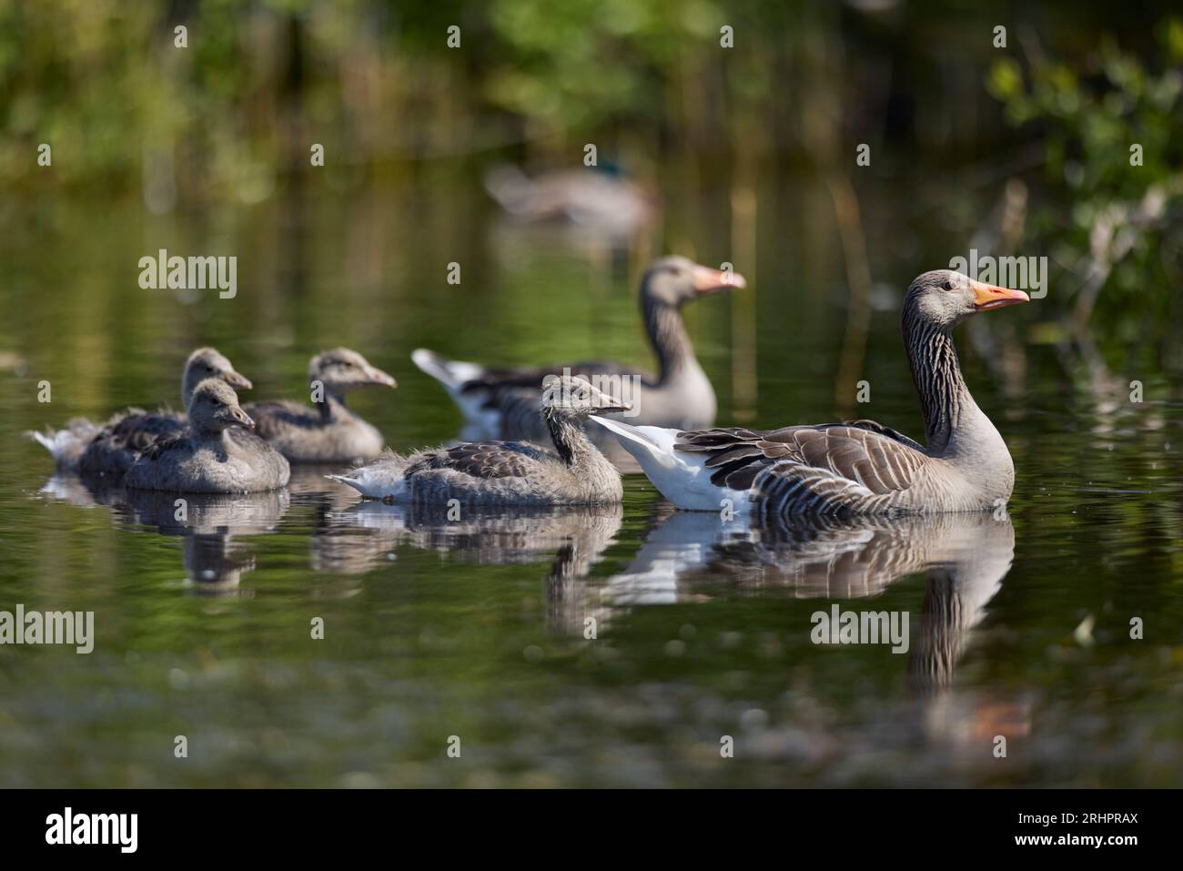 Germany, North Sea, Heligoland, falcon, greylag goose, Anser anser ...