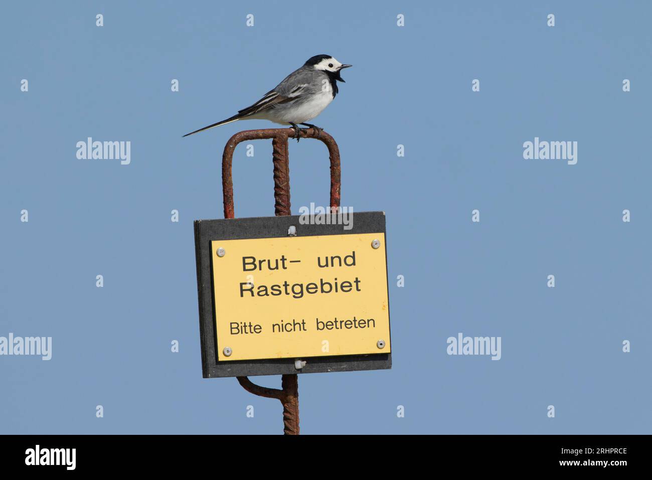 Germany, North Sea, Heligoland, wagtail, Motacilla alba, shield, nature ...