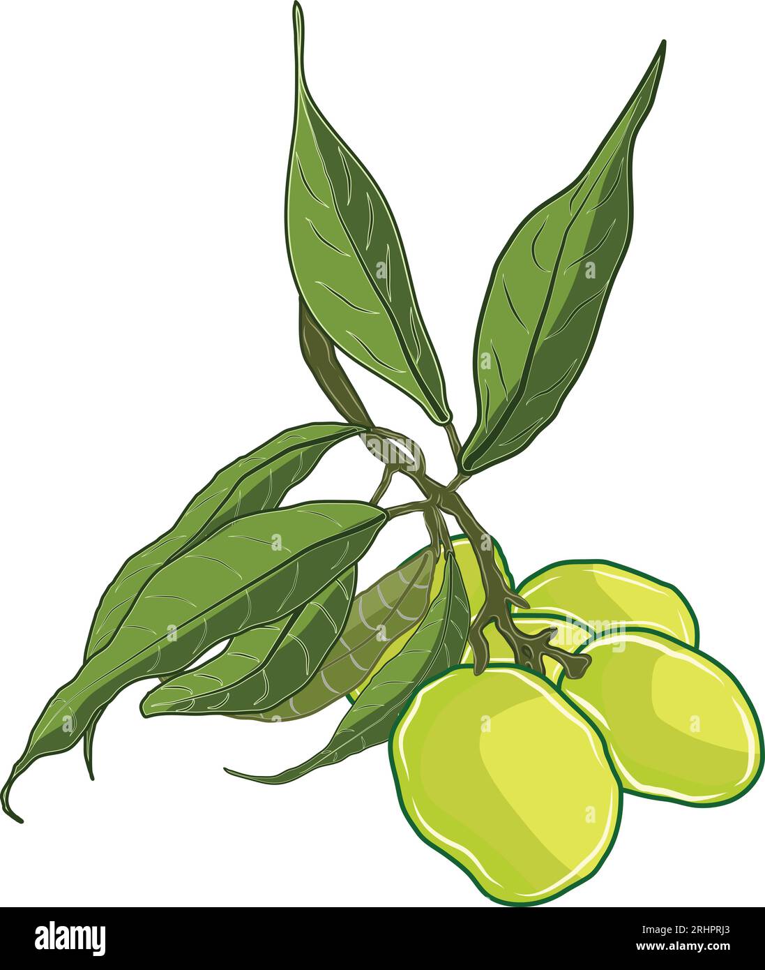 Mango tree illustration hi-res stock photography and images - Alamy