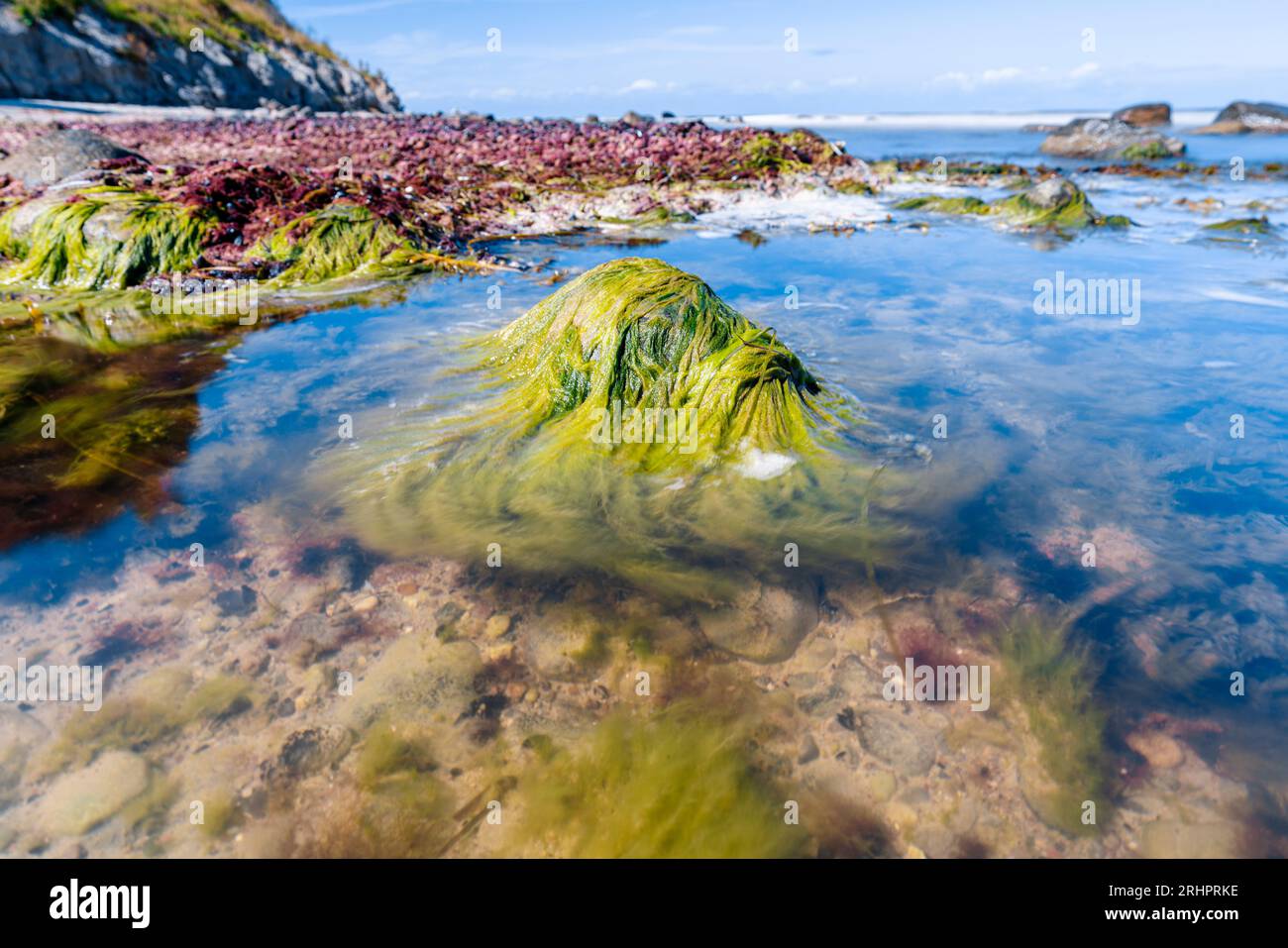 Algae coated rocks hi-res stock photography and images - Alamy