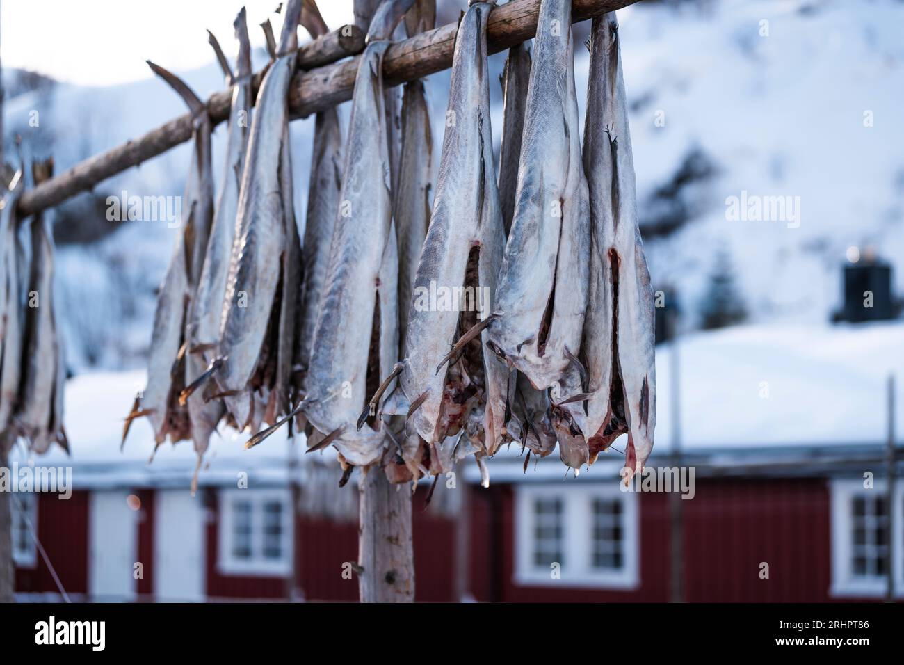 dried fish, Nusfjord, Lofoten, Norway, winter Stock Photo - Alamy