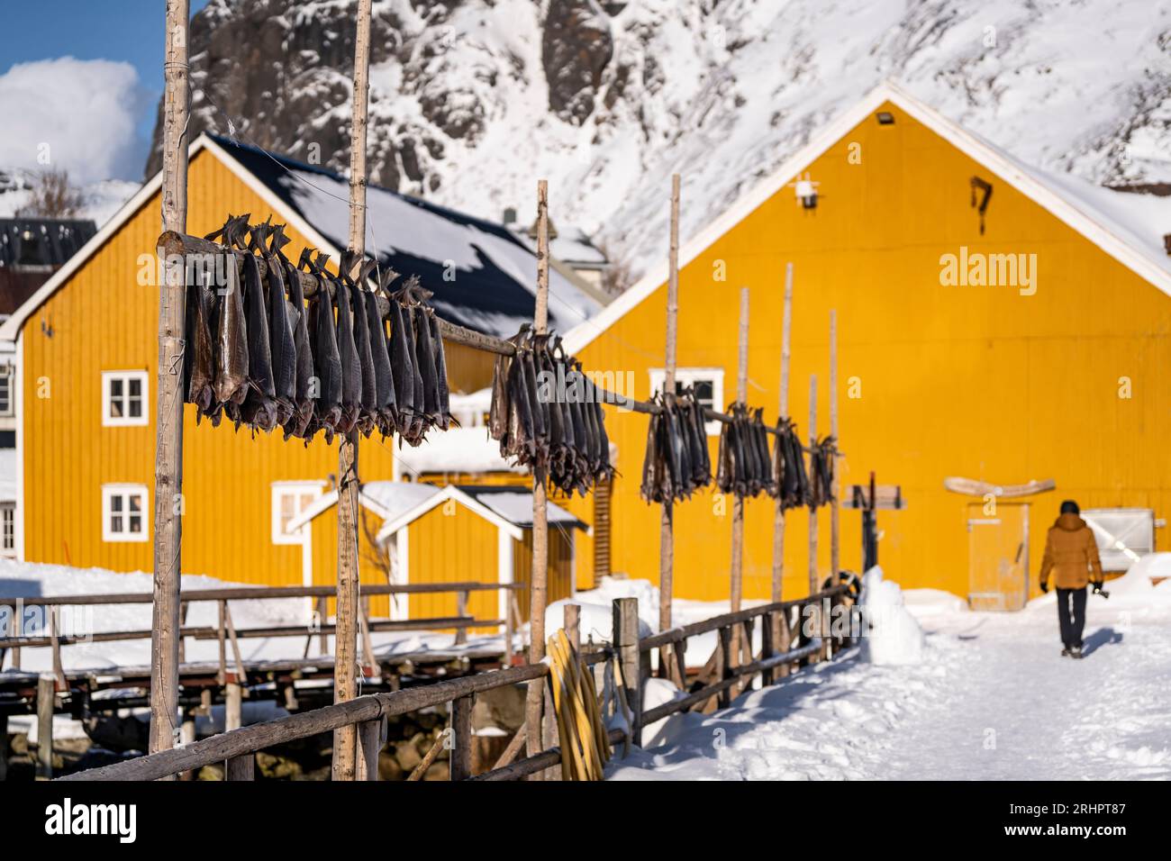 dried fish, Nusfjord, Lofoten, Norway, winter Stock Photo - Alamy