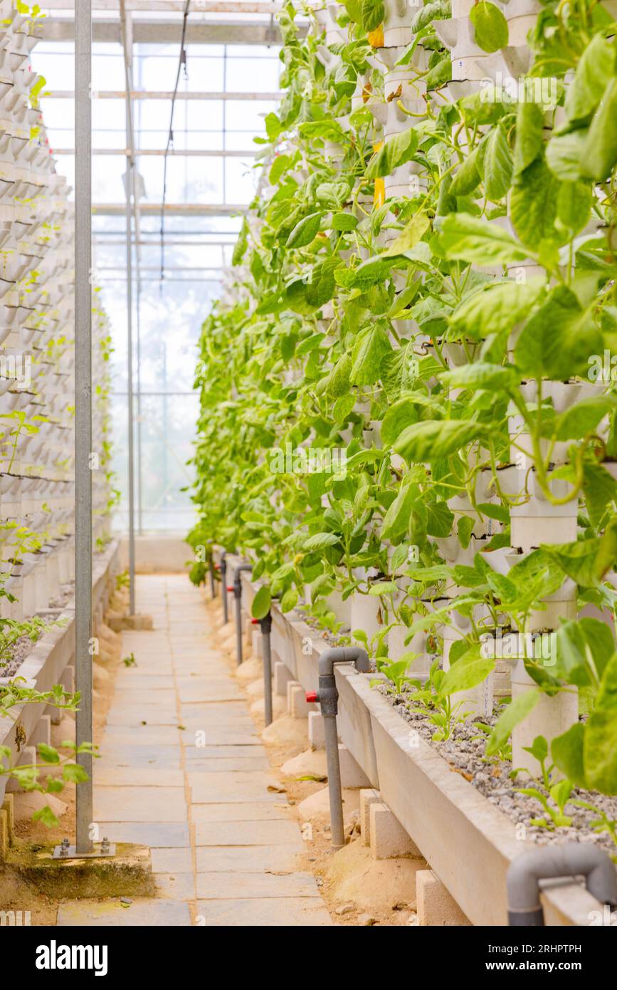 Greenhouse with Vertical Hydroponic System and Food Plants Stock Photo ...