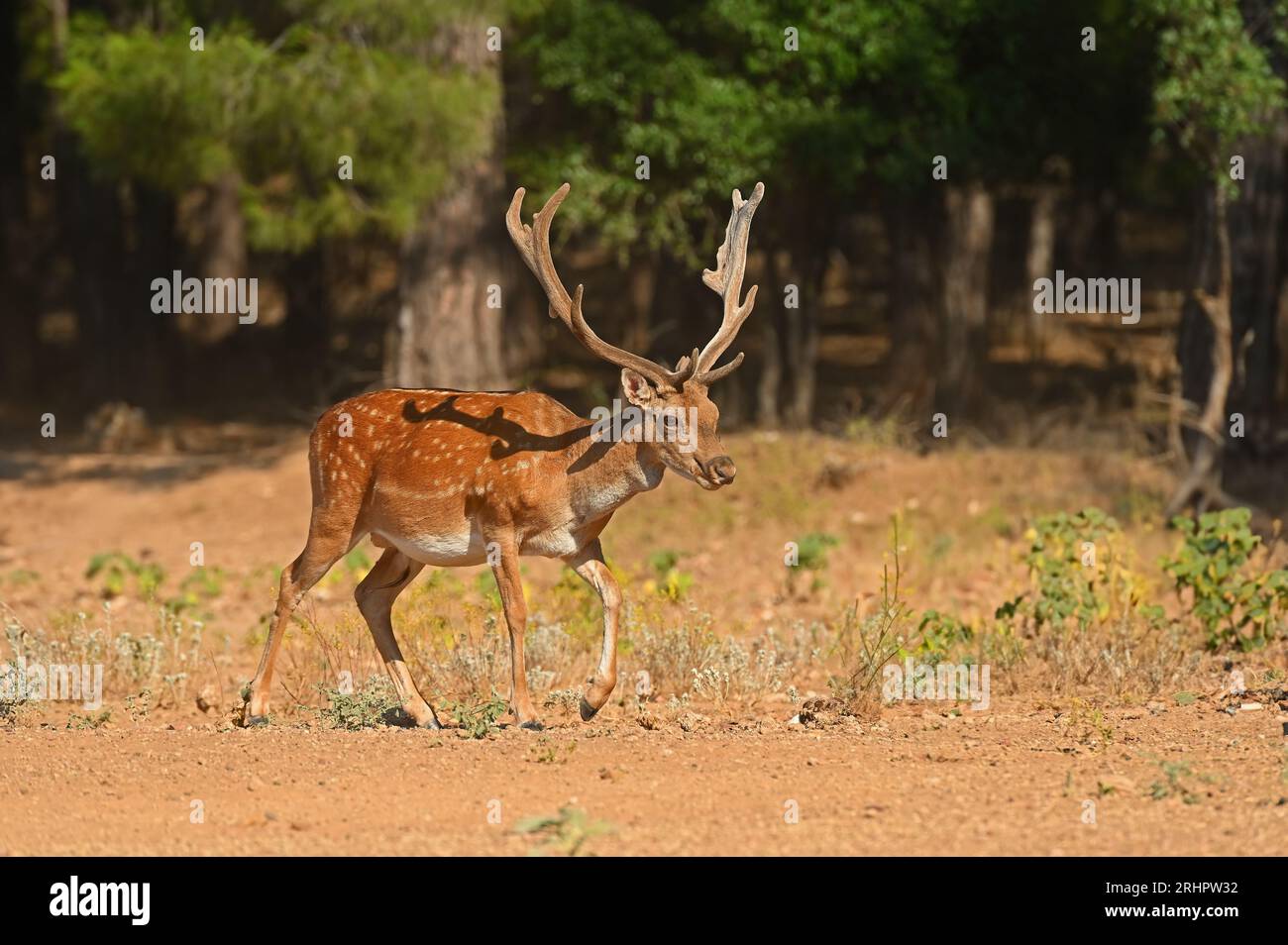 Male fallow deer walking in the forest Stock Photo - Alamy