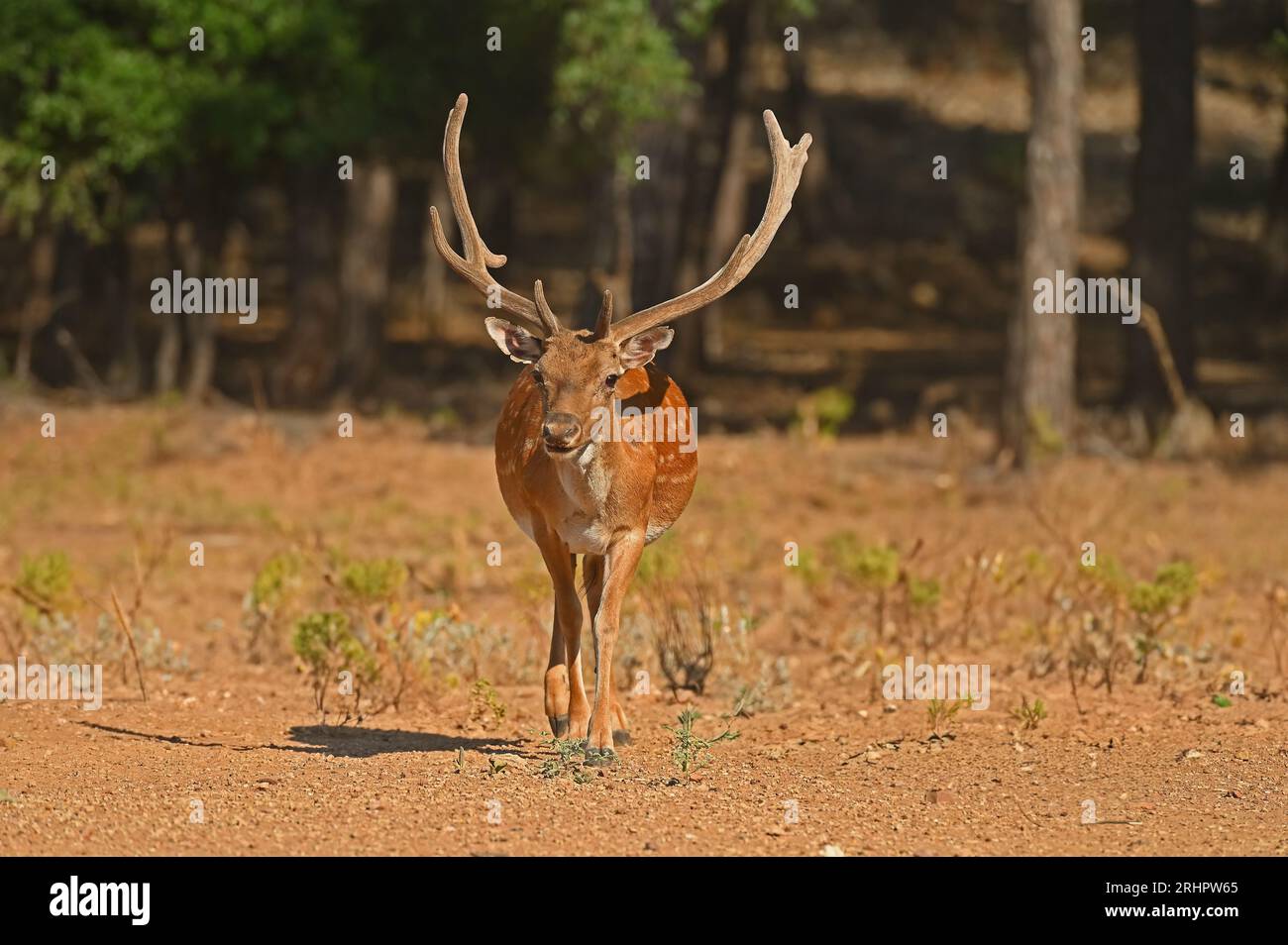 Fallow deer animal habitat hi-res stock photography and images - Alamy