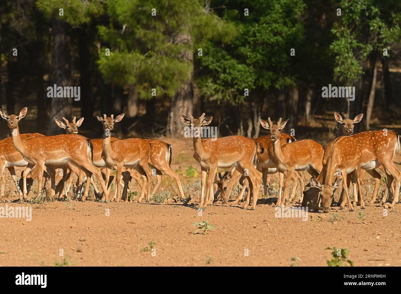 Fallow deer species ruminant hi-res stock photography and images - Alamy