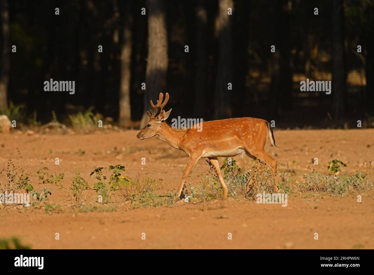 Farming fallow deer hi-res stock photography and images - Alamy