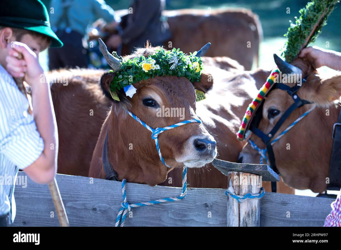 Preparation of the animals and Almabtrieb by Mittenwald Stock Photo - Alamy
