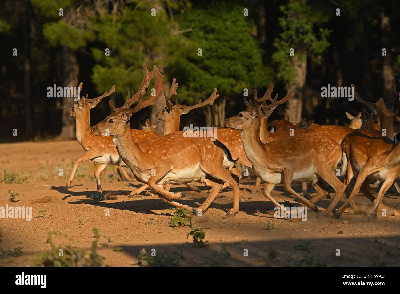 Fleeing danger hi-res stock photography and images - Alamy