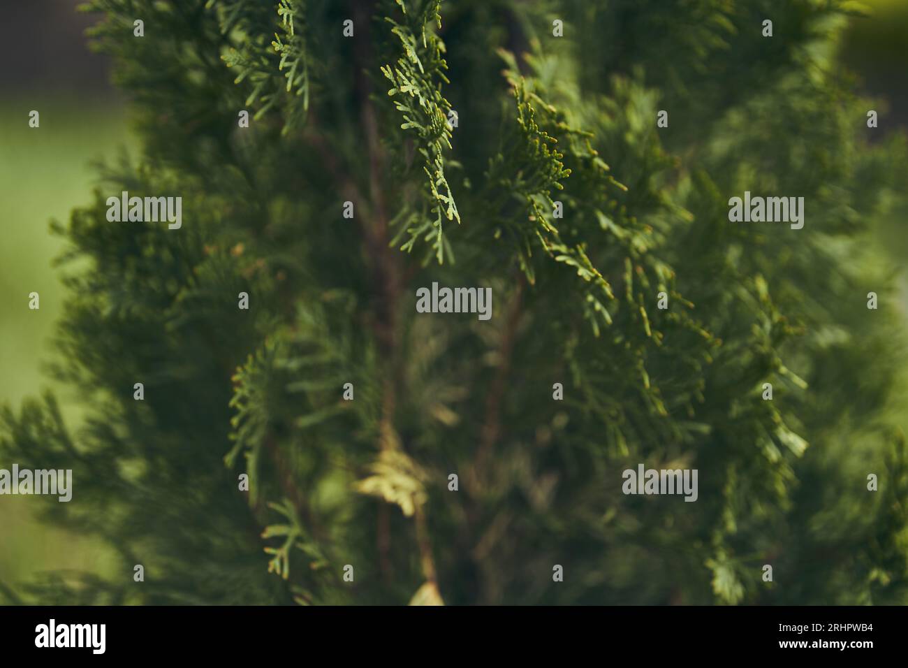 A twig of an evergreen coniferous thuja tree. Chinese thuja. Coniferous ...