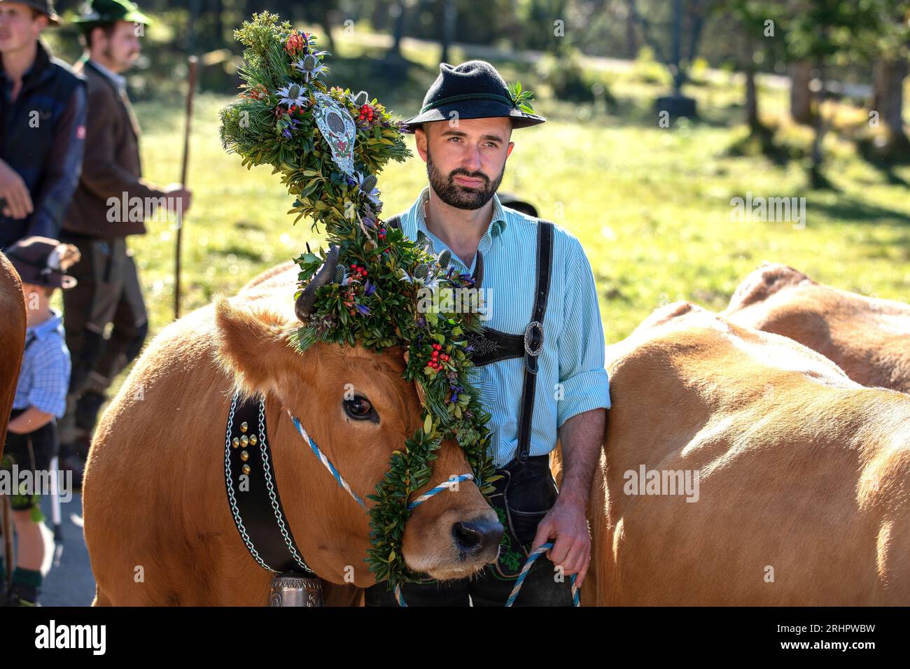 Preparation of the animals and Almabtrieb by Mittenwald Stock Photo - Alamy