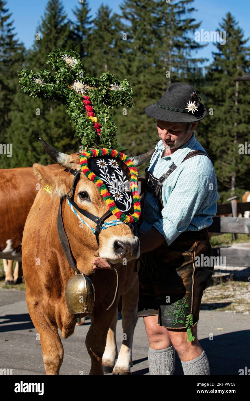 Preparation of the animals and Almabtrieb by Mittenwald Stock Photo - Alamy