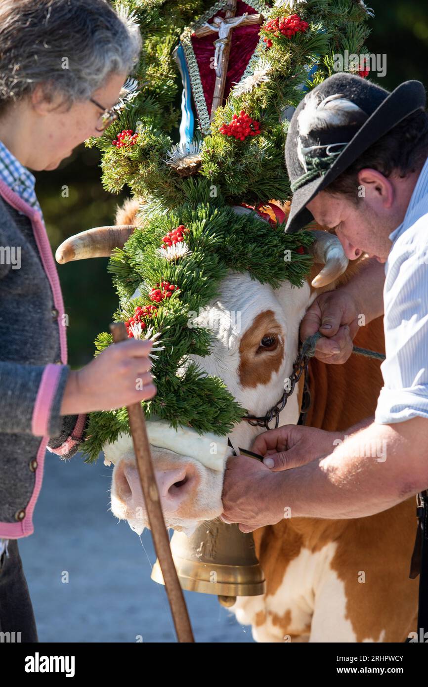 Preparation of the animals and Almabtrieb by Mittenwald Stock Photo - Alamy
