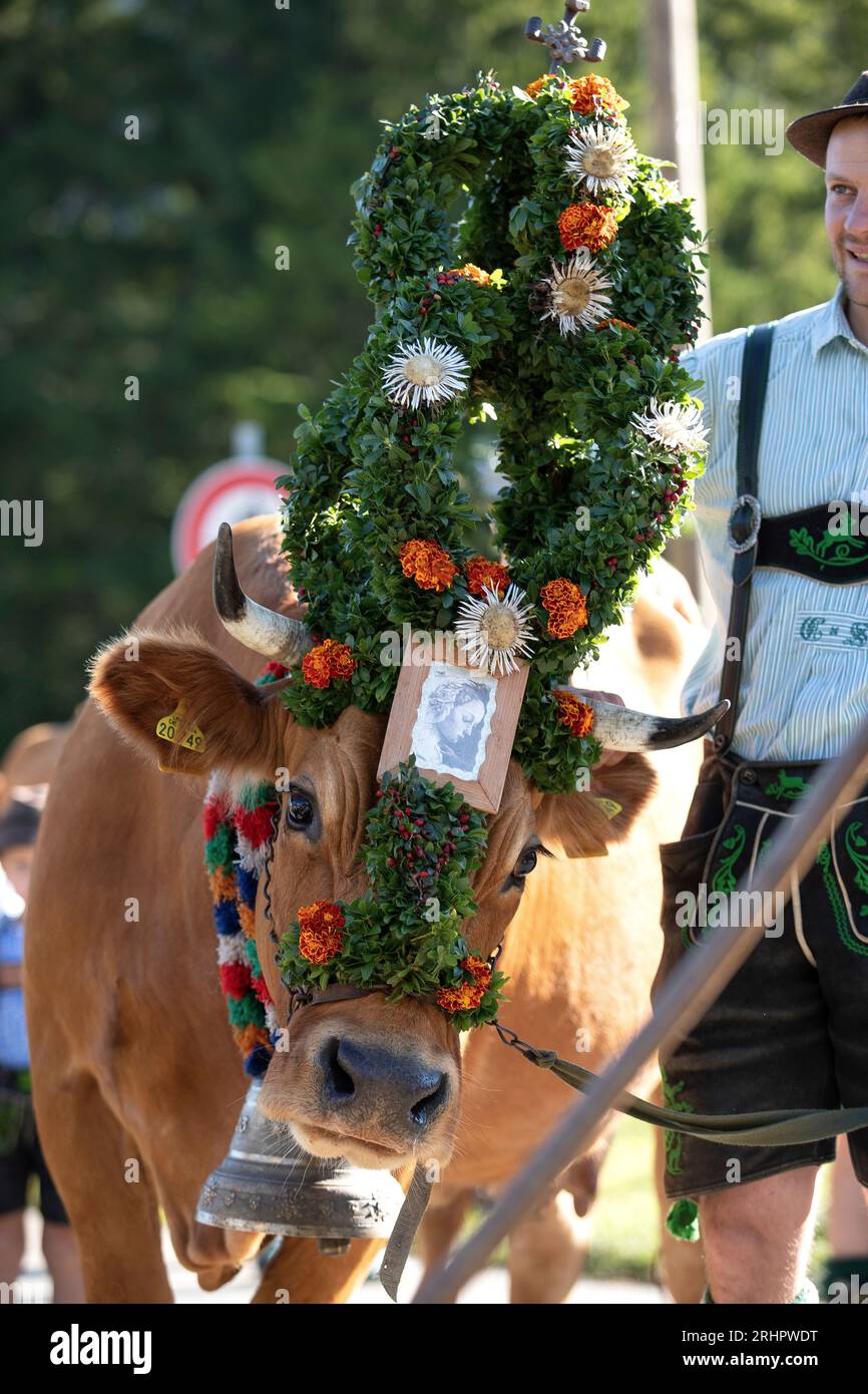 Mittenwald almabtrieb hi-res stock photography and images - Alamy