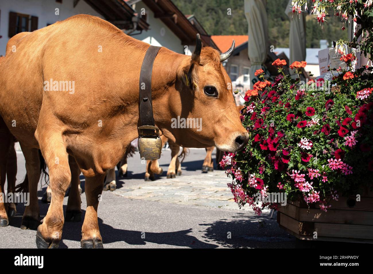 Almabtrieb mittenwald hi-res stock photography and images - Alamy
