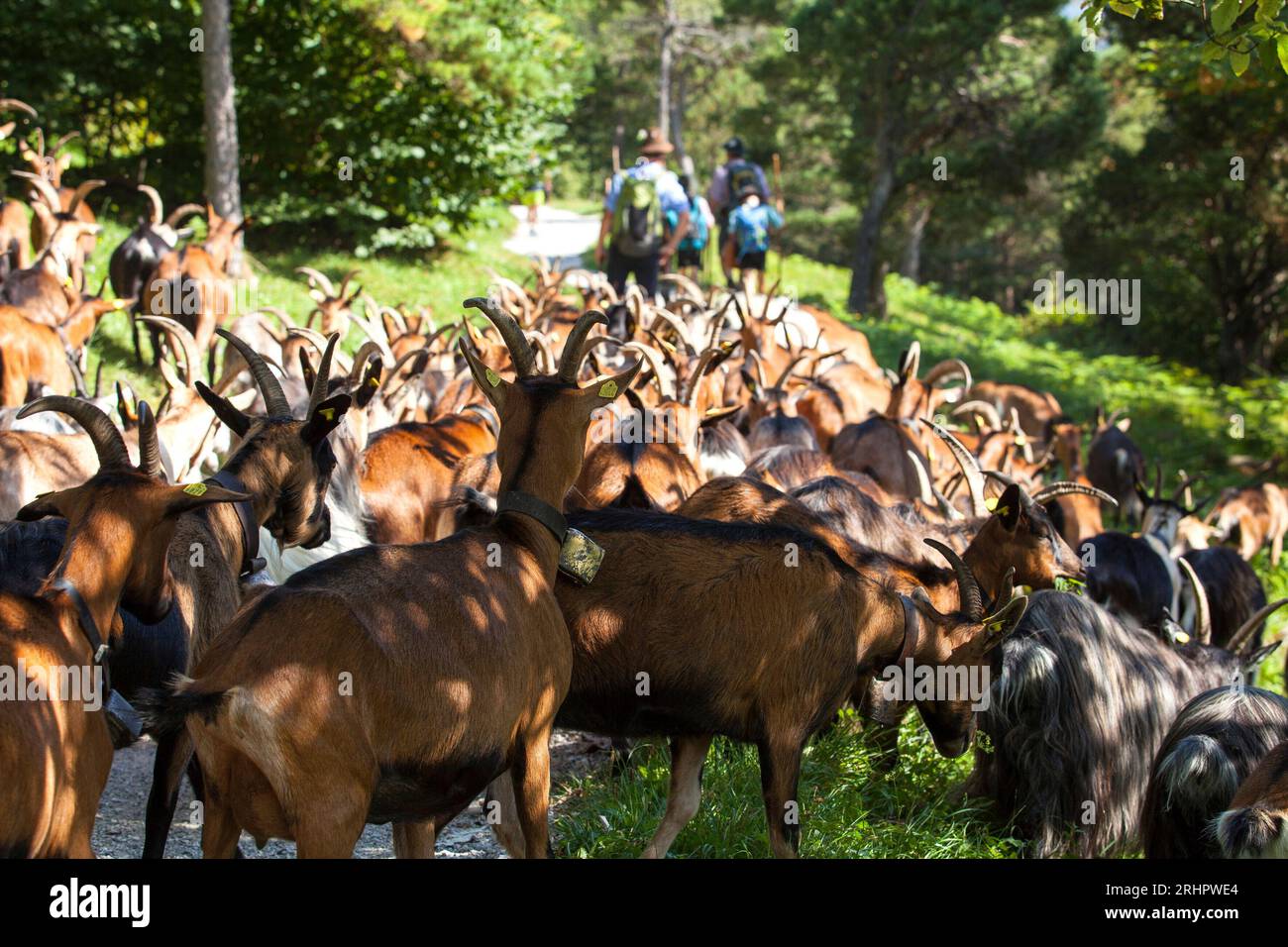 Goat drive hi-res stock photography and images - Alamy
