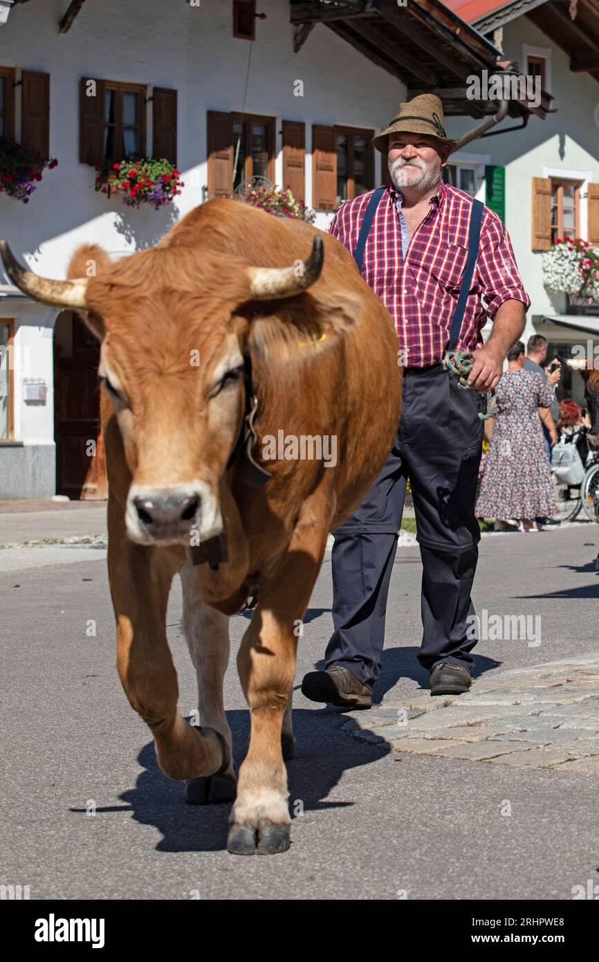 Almabtrieb mittenwald hi-res stock photography and images - Alamy