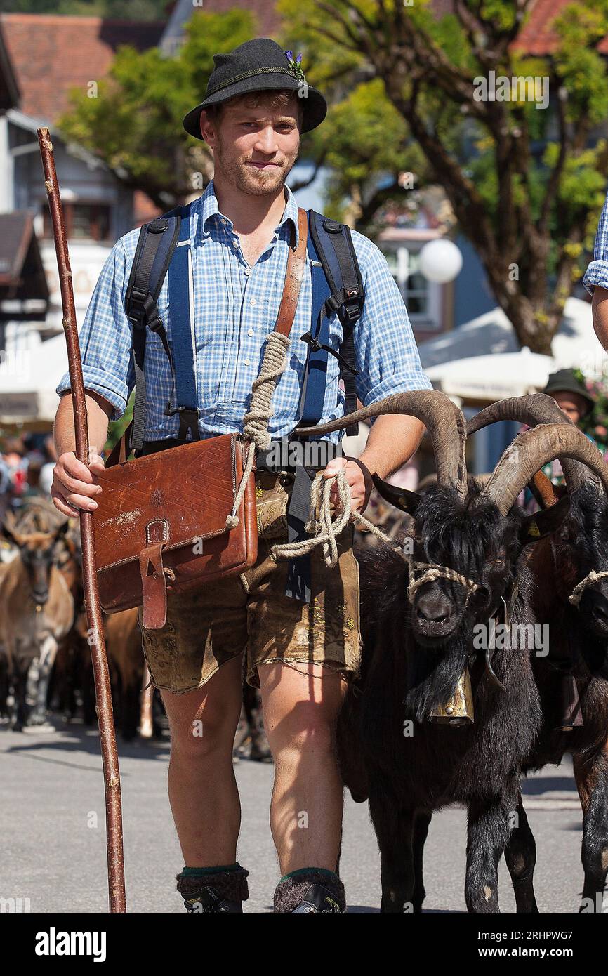 Goat drive through the streets of Mittenwald Stock Photo - Alamy
