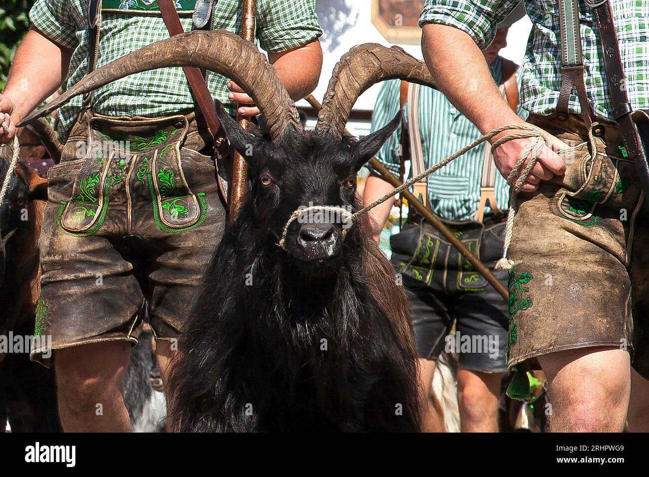 Goat drive through the streets of Mittenwald Stock Photo - Alamy