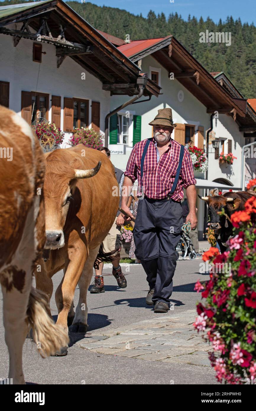 Almabtrieb mittenwald hi-res stock photography and images - Alamy