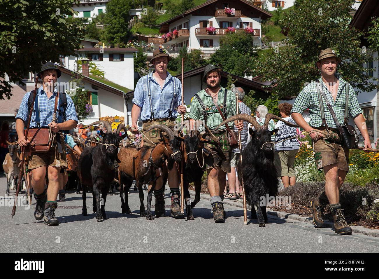 Goat drive through the streets of Mittenwald Stock Photo - Alamy
