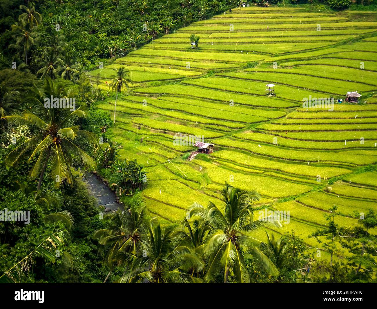 Bali and its beautiful rice terraces, landscape shot, nature in lush ...