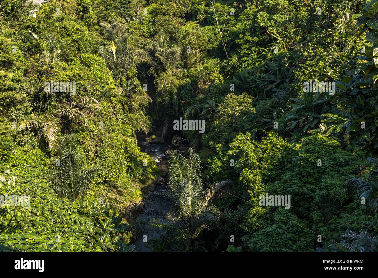 Green nature in Bali, incredibly beautiful Stock Photo - Alamy