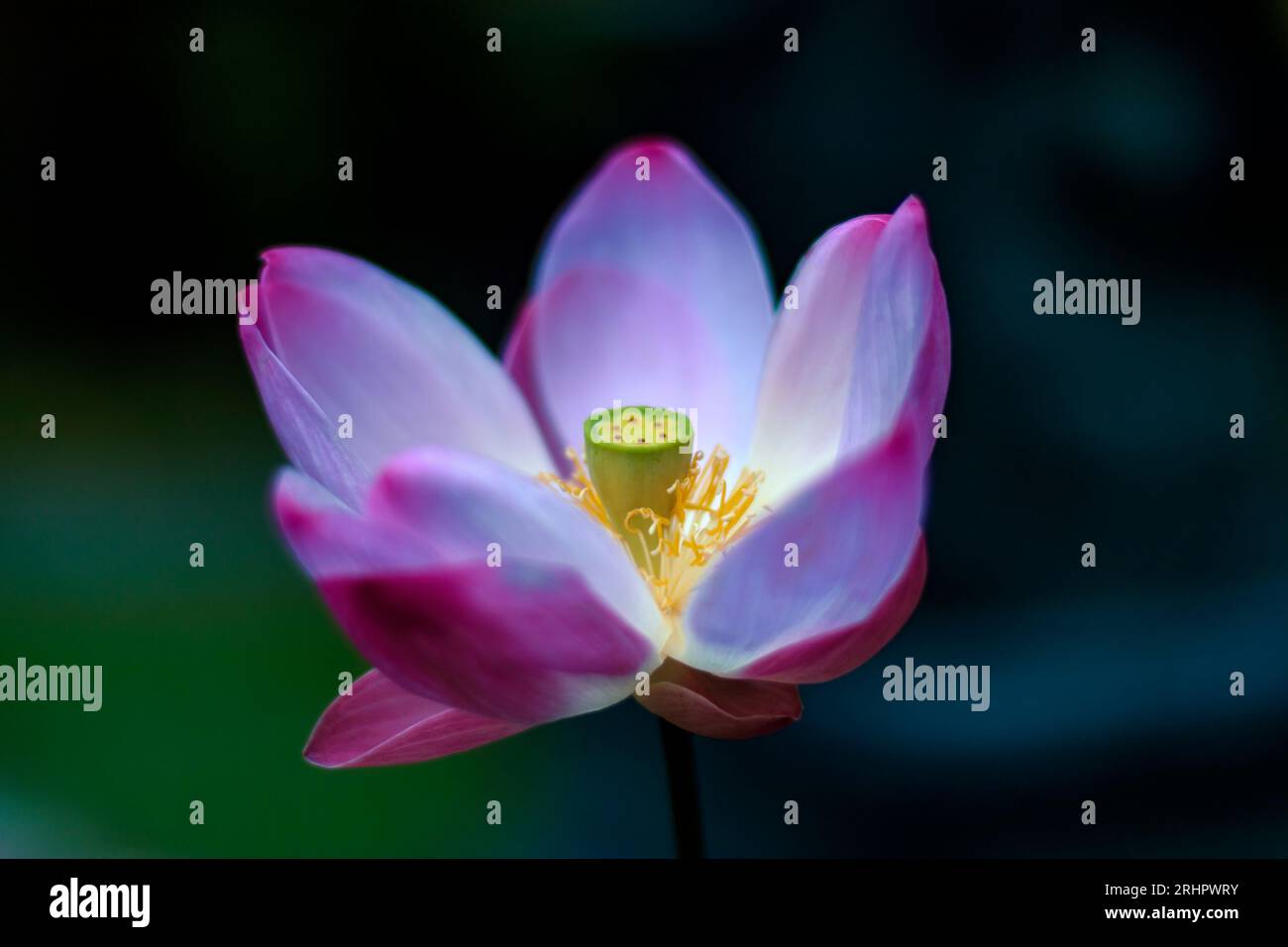 Bali stamp hi-res stock photography and images - Alamy