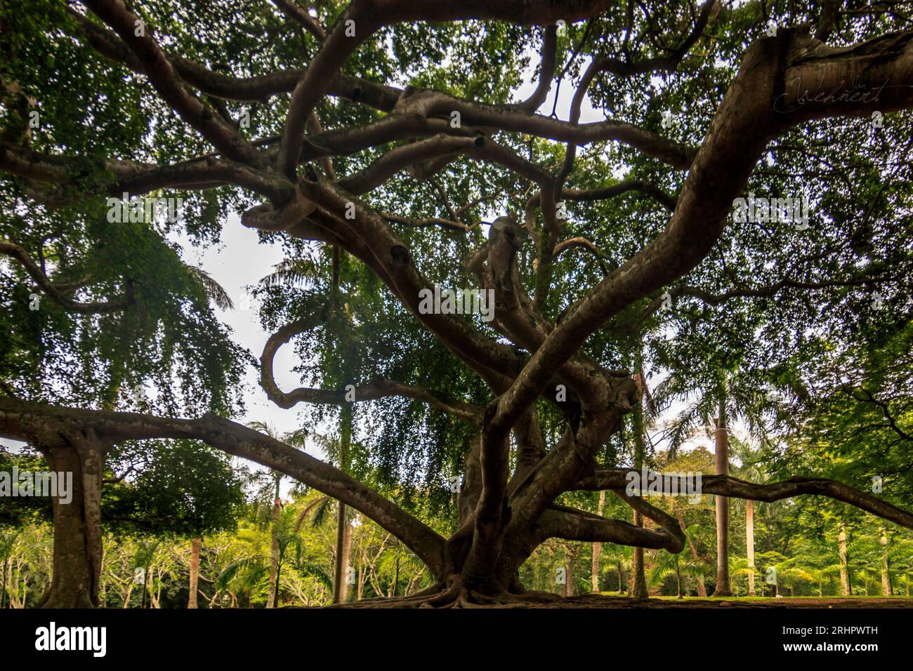 Large intertwined tree in botanical garden, Sri Lanka Stock Photo - Alamy