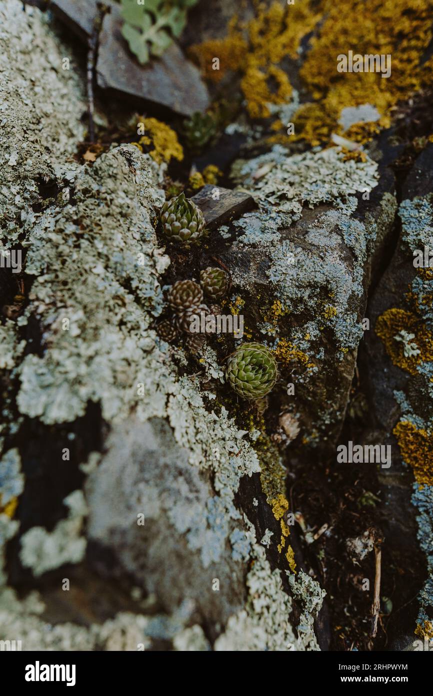Texture of mossy mountain rock, rocky surface with ancient moss ...