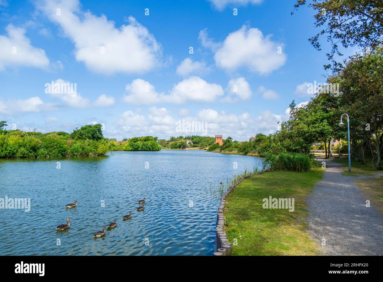 Geese swimming in the village pond in Wenningstedt on the island of ...