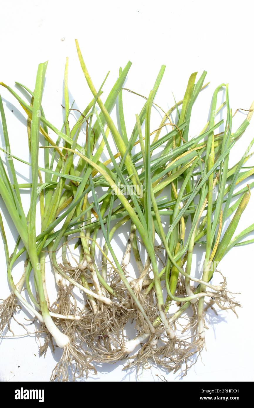 Small pile of baby leeks with roots and tops trimmed ready for planting ...
