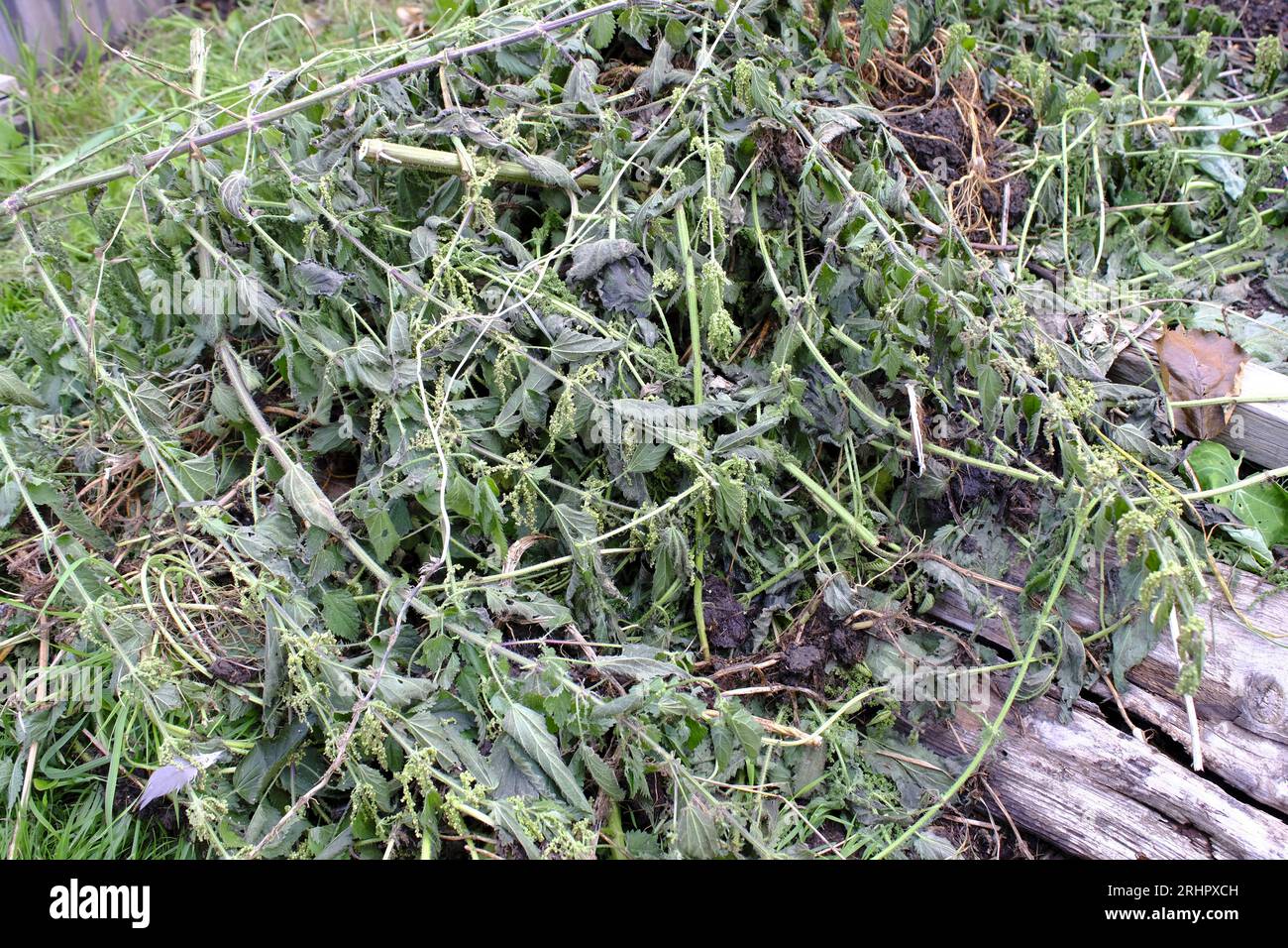 Pile of nettles drying out after being cut down on allotment Stock ...