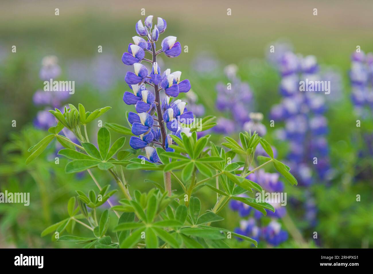 Alaskan lupines bloom almost everywhere in Iceland. To stop soil ...