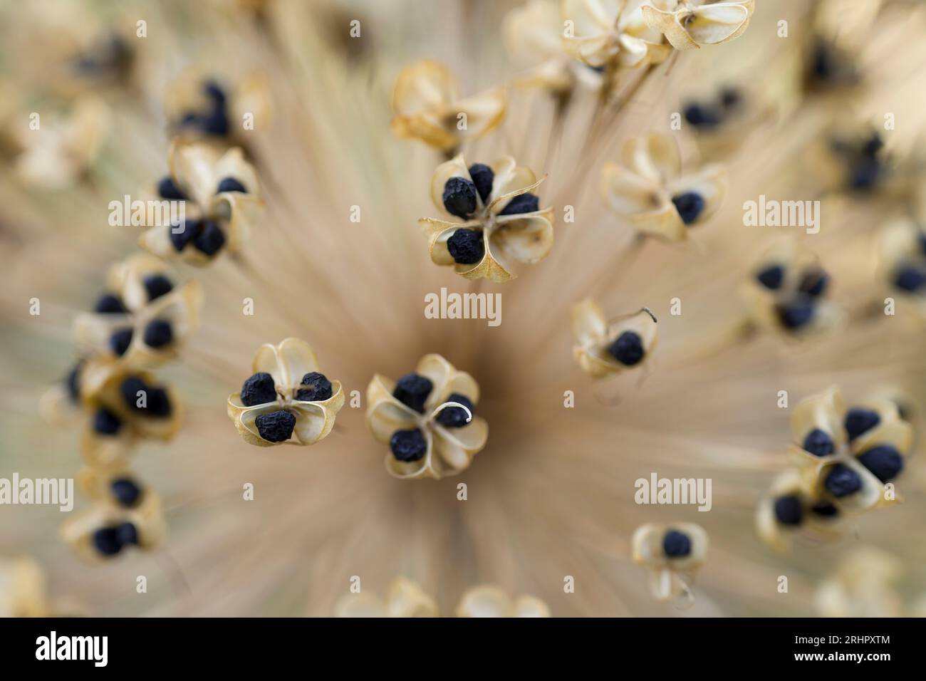 Ornamental leek (Allium), opened seed capsules with black seeds ...