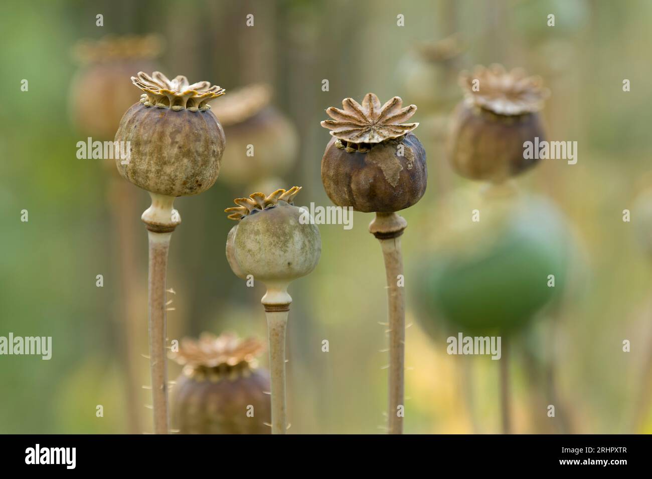 dry seed pods from ornamental poppy (Papaver), Germany Stock Photo - Alamy