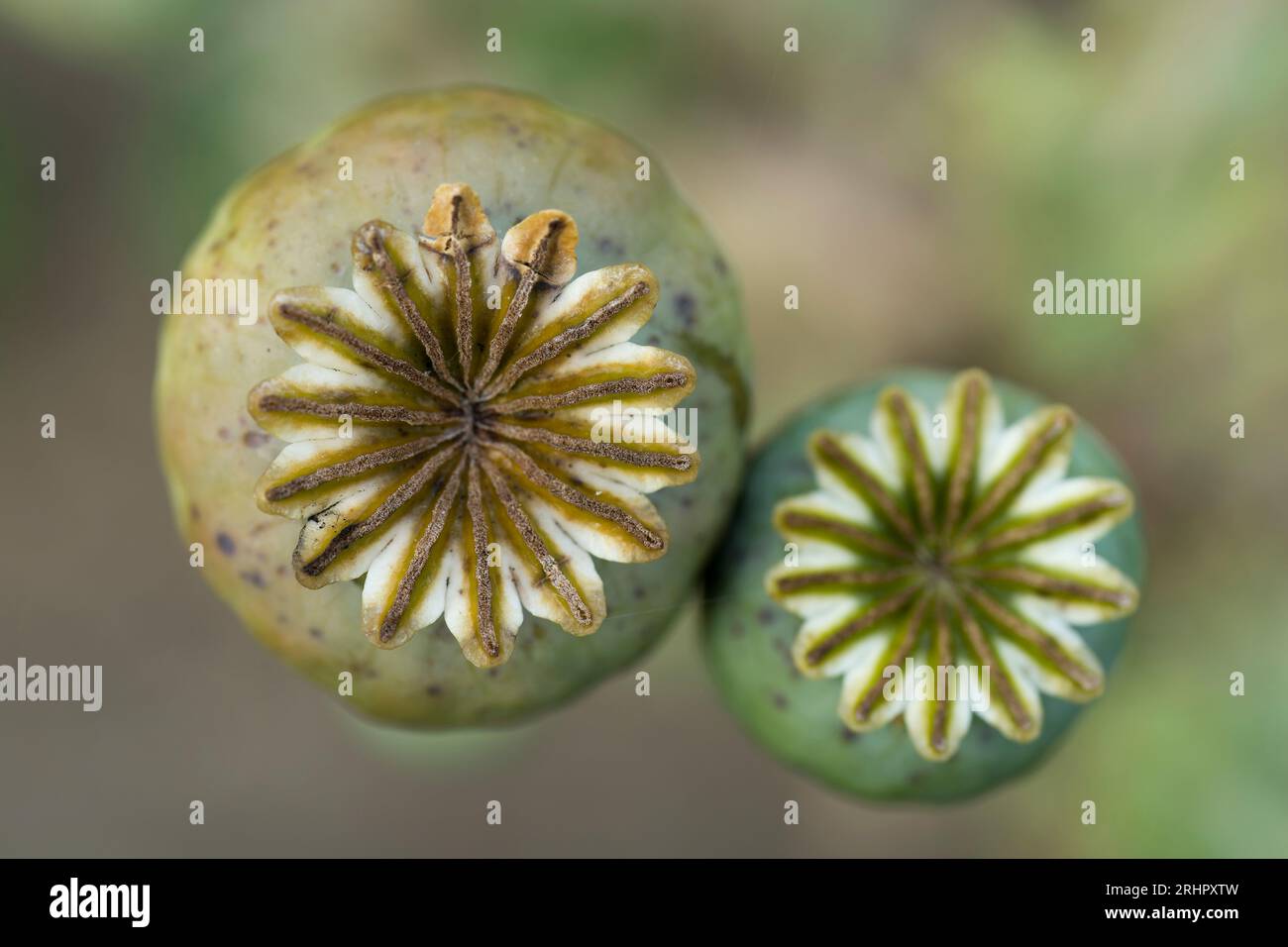 Ornamental poppy (Papaver) seed pods, top view, Germany Stock Photo - Alamy