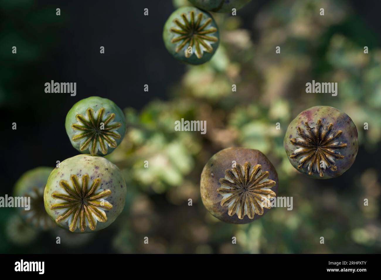 Ornamental poppy (Papaver) seed pods, top view, Germany Stock Photo - Alamy