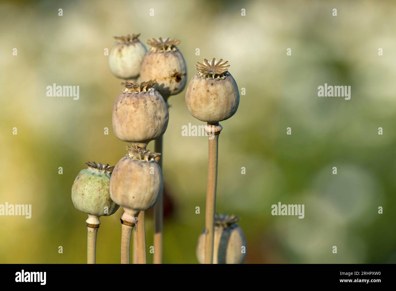 Ornamental poppy (Papaver) seed pods, morning sun, Germany Stock Photo ...