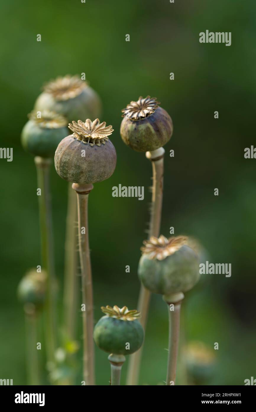 Ornamental poppy (Papaver) seed pods, Germany Stock Photo - Alamy