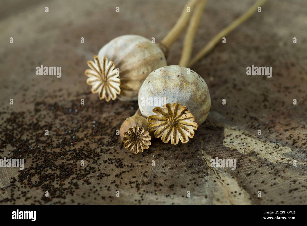 dried poppy capsules and seeds, close up of fruit capsules Stock Photo ...