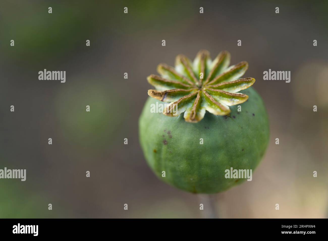 Ornamental poppy (Papaver) seed pod, Germany Stock Photo - Alamy