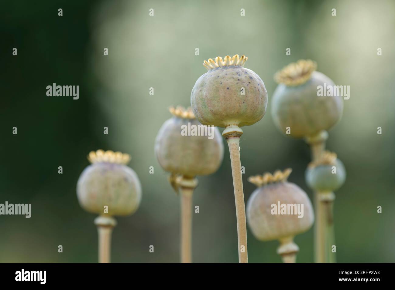 Ornamental poppy (Papaver) seed pods, morning light, Germany Stock ...