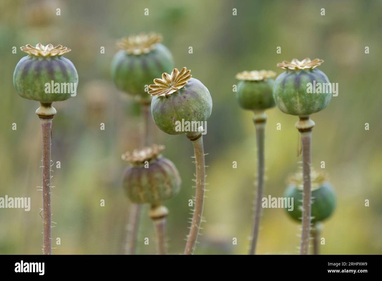 Ornamental poppy (Papaver) seed pods, Germany Stock Photo - Alamy