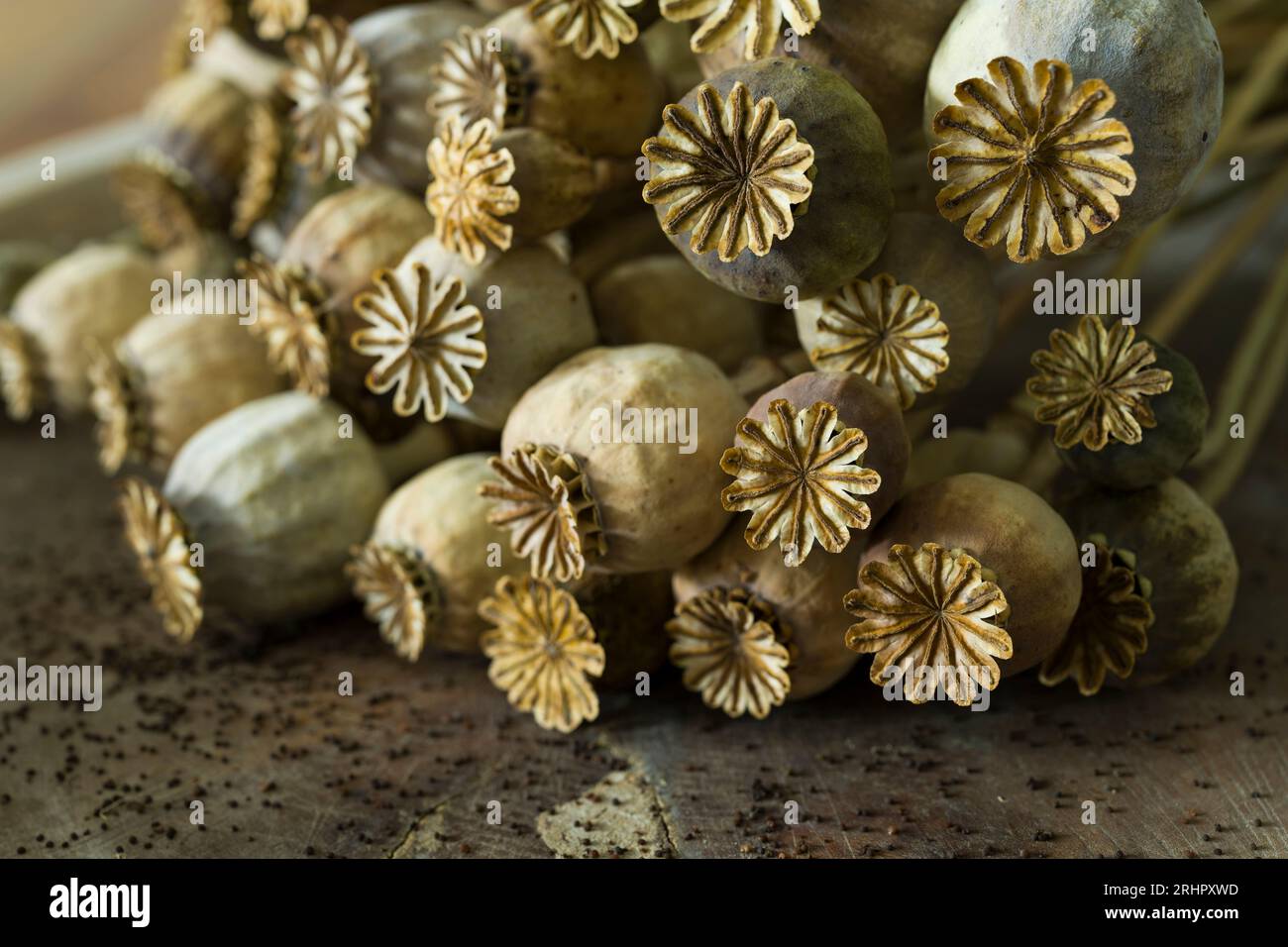 dried poppy capsules and seeds, close up of fruit capsules with stigma ...
