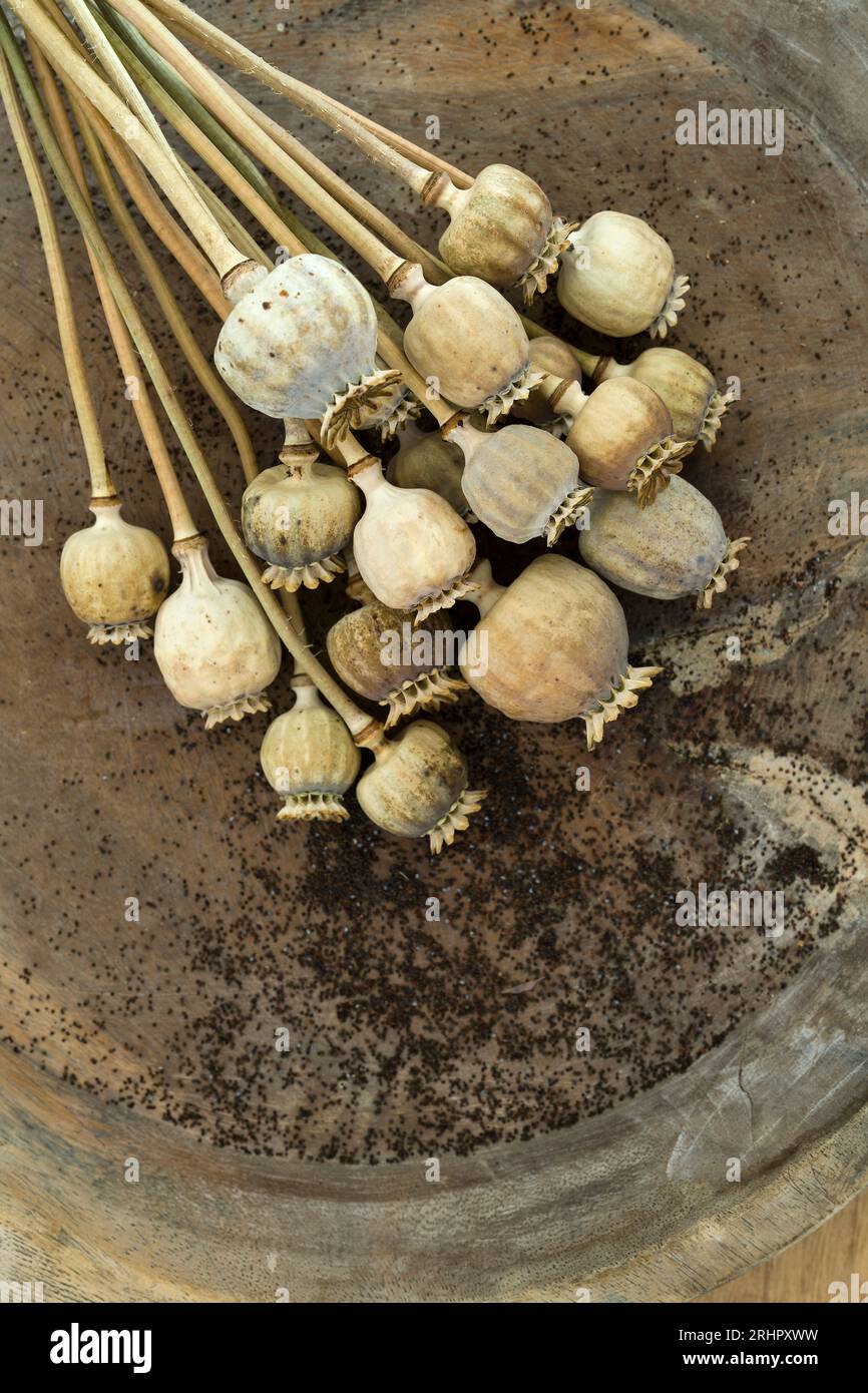 ripe poppy pods tied into a bouquet and seeds lie in an old wooden bowl ...