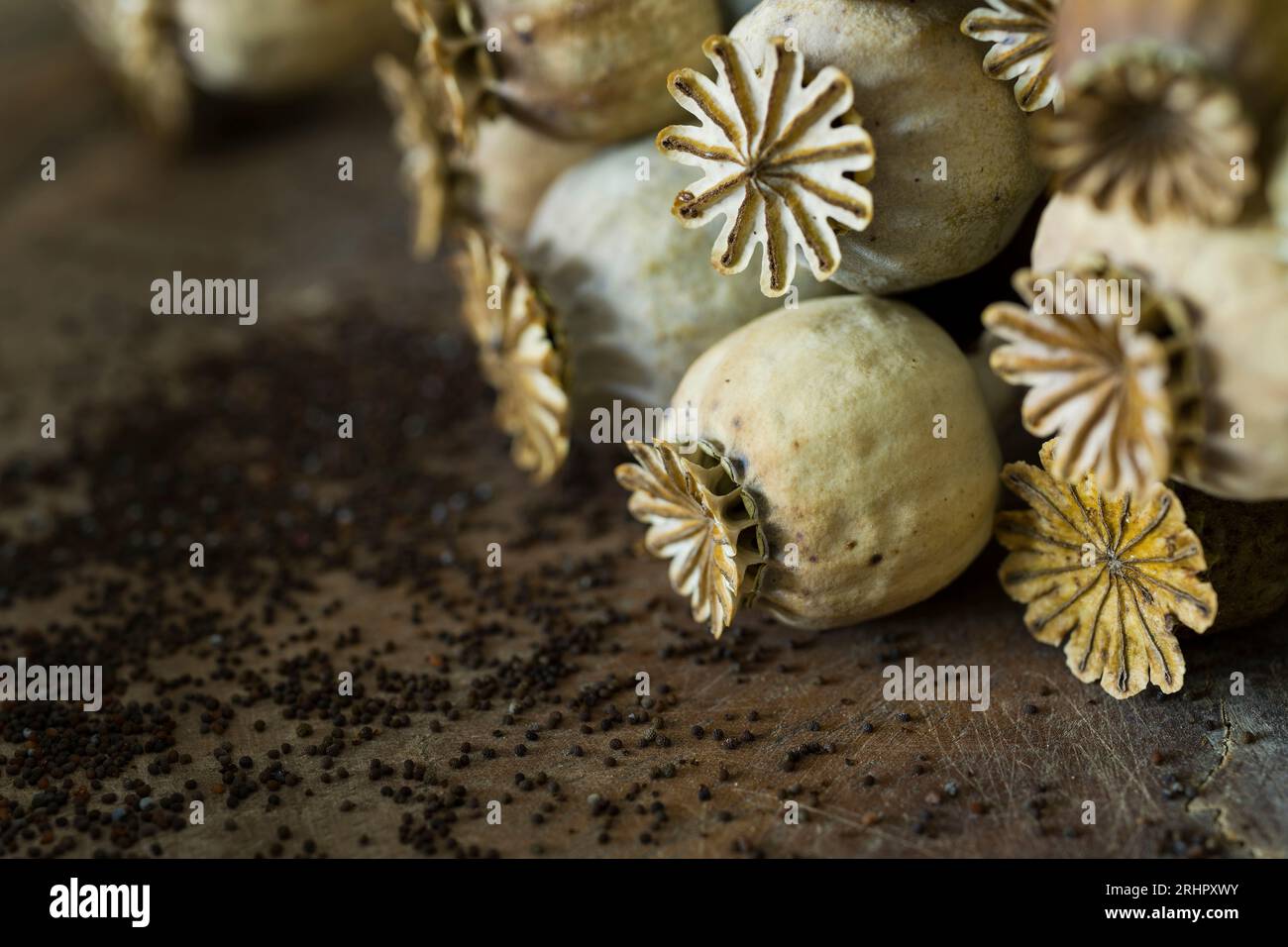 dried poppy capsules and seeds, close up of fruit capsules Stock Photo ...