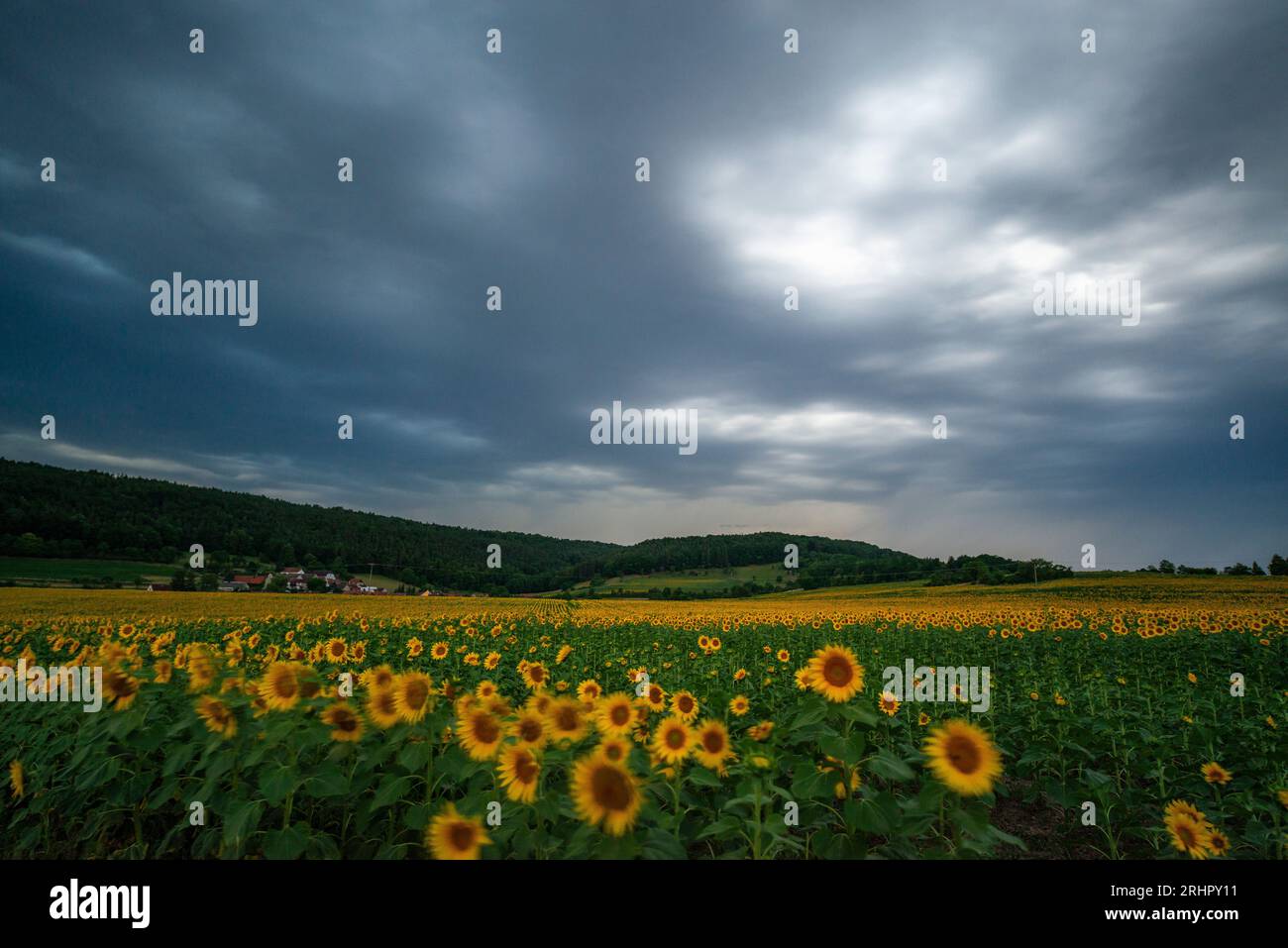 Thunderstorms flower hi-res stock photography and images - Alamy