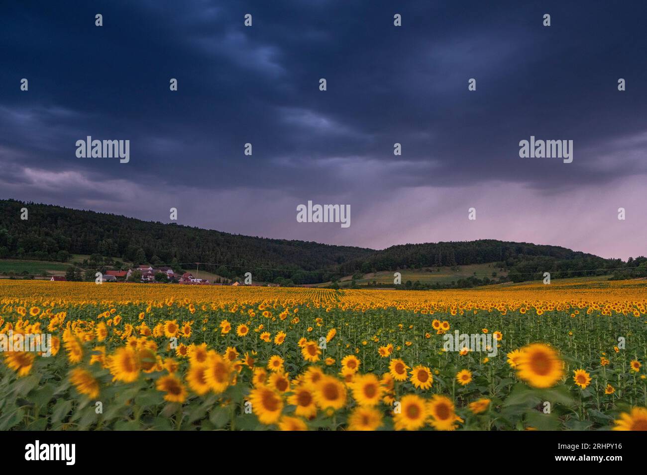 Thunderstorms flower hi-res stock photography and images - Alamy